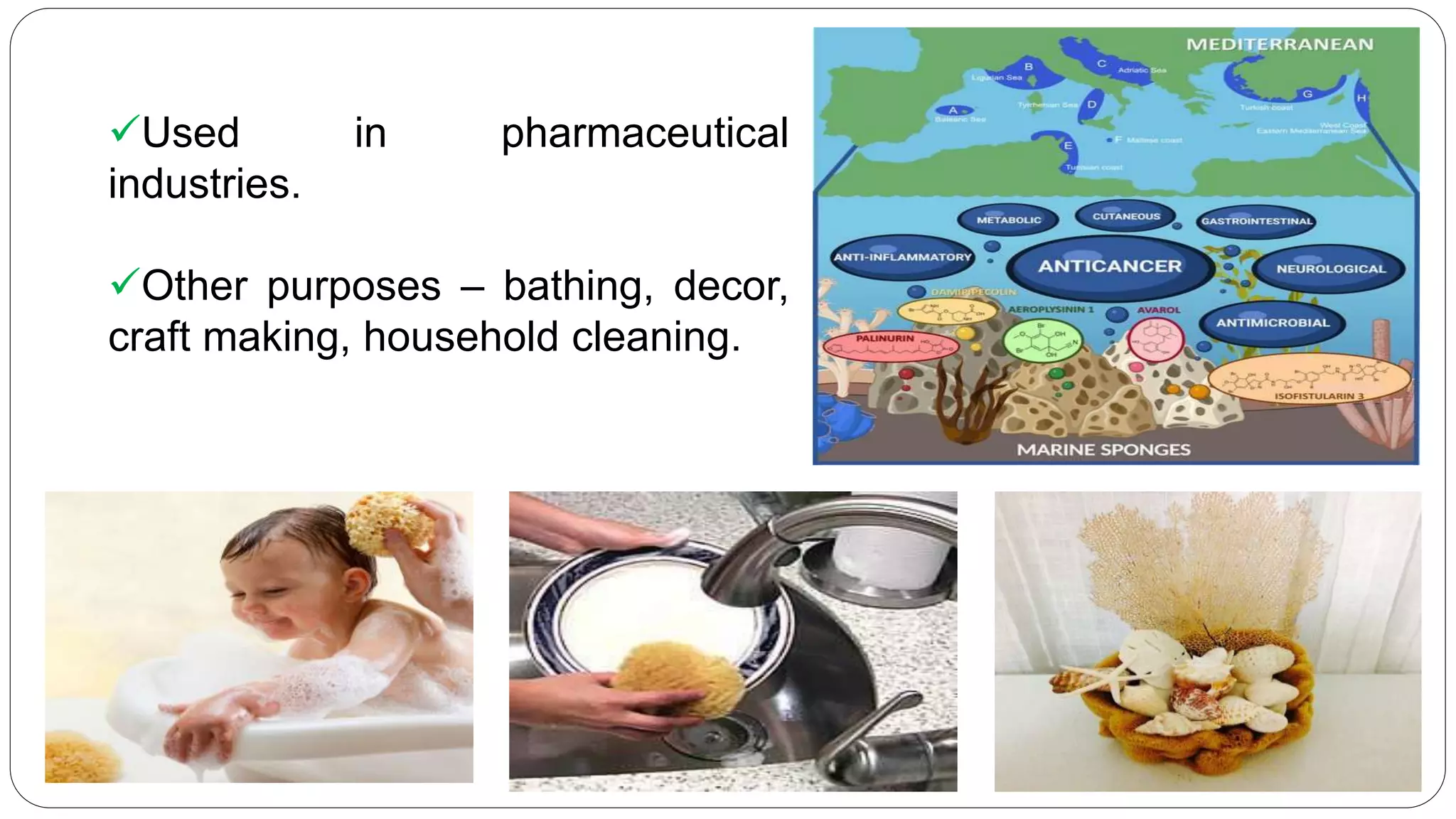 BIOLOGY OF SPONGES ppt | PPT
