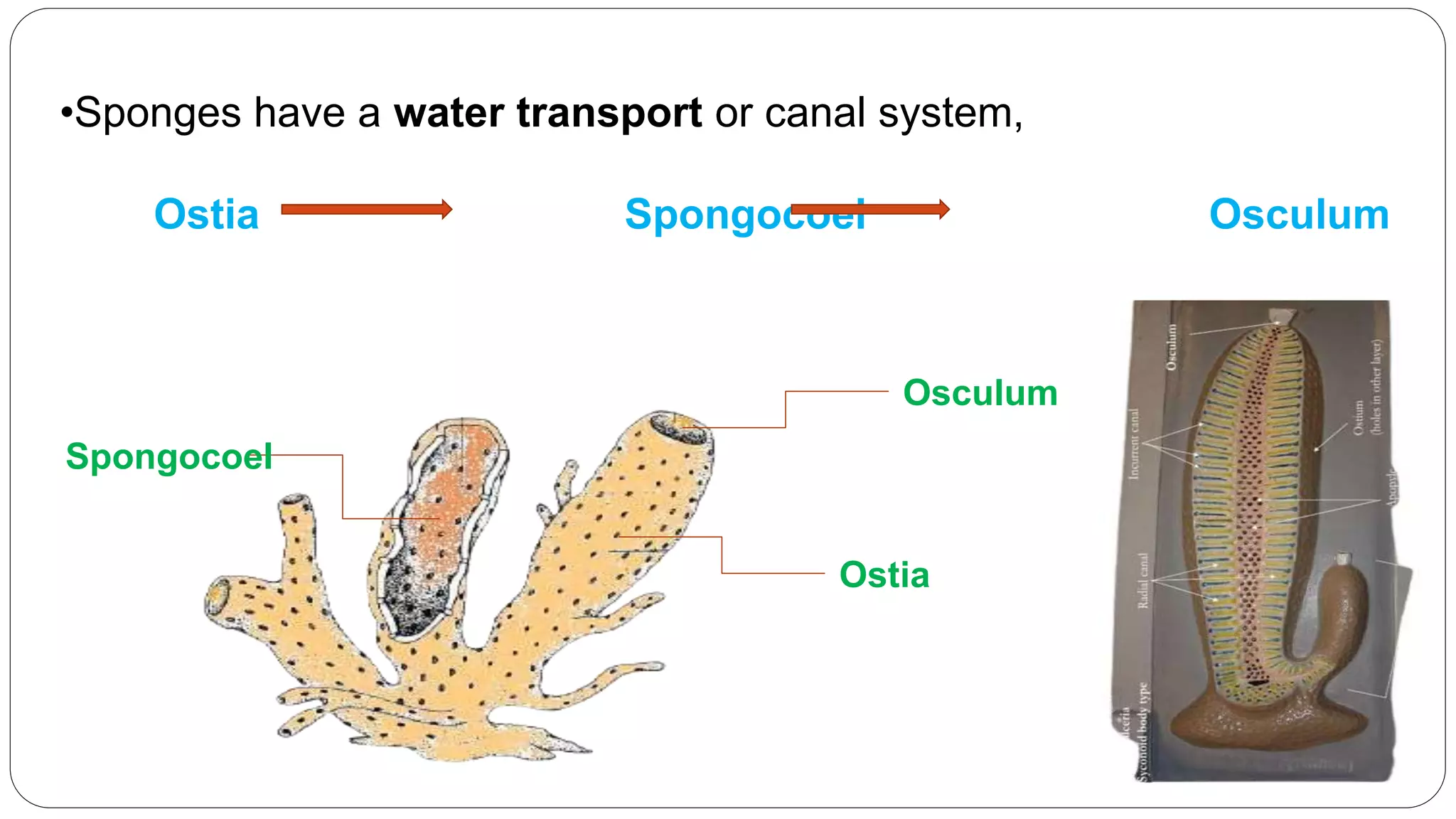 BIOLOGY OF SPONGES ppt | PPT