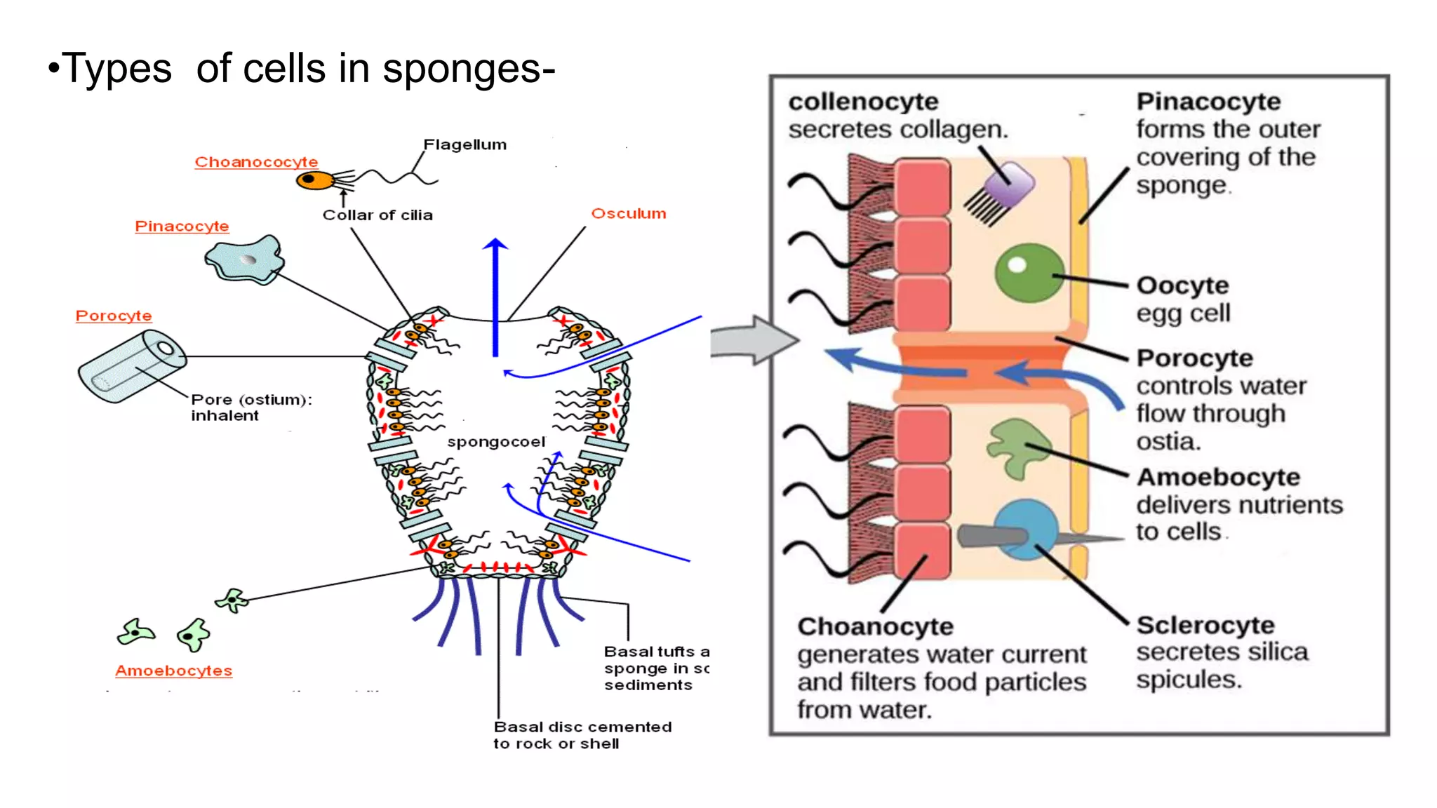 BIOLOGY OF SPONGES ppt | PPT