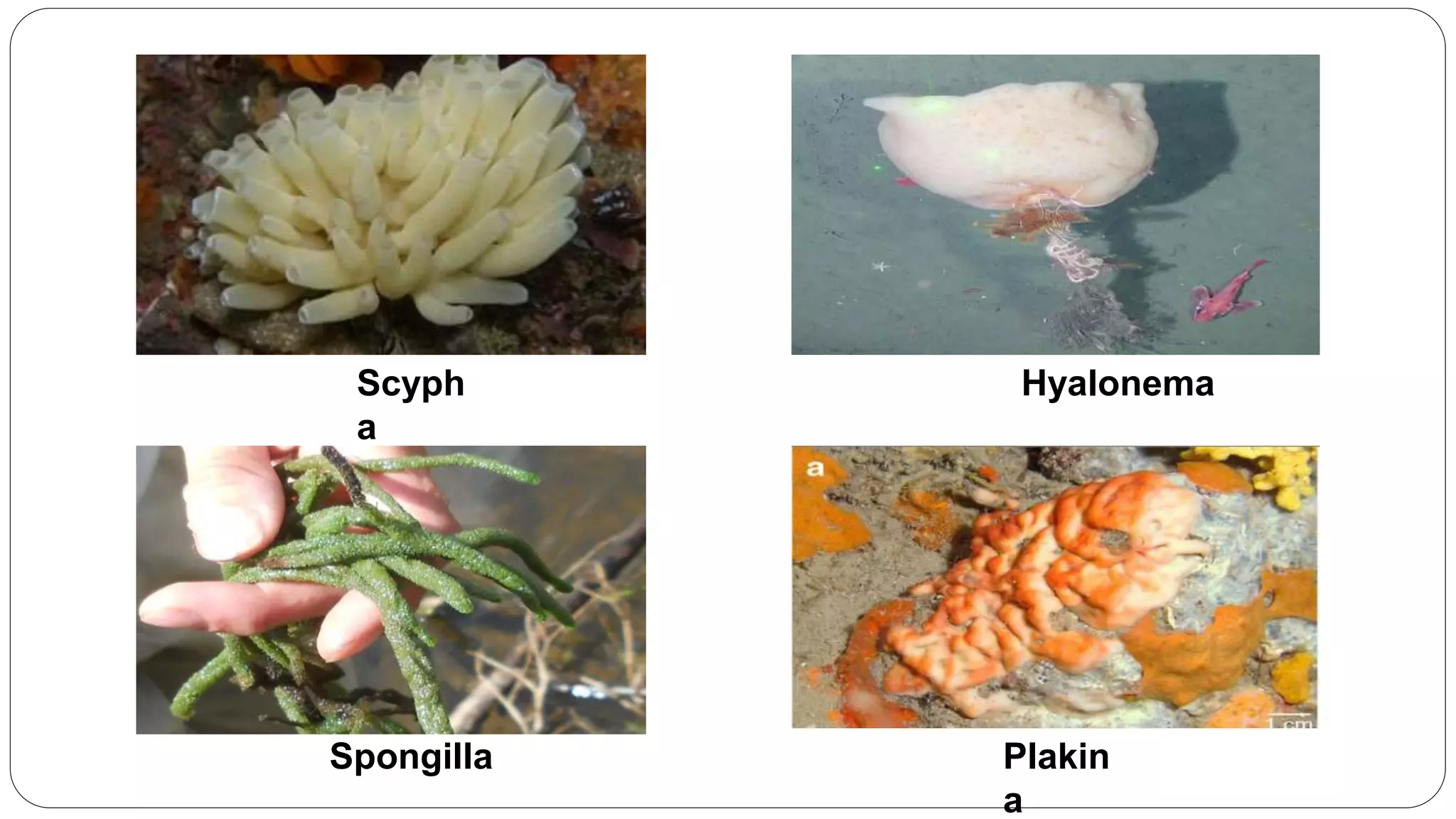 BIOLOGY OF SPONGES ppt | PPT