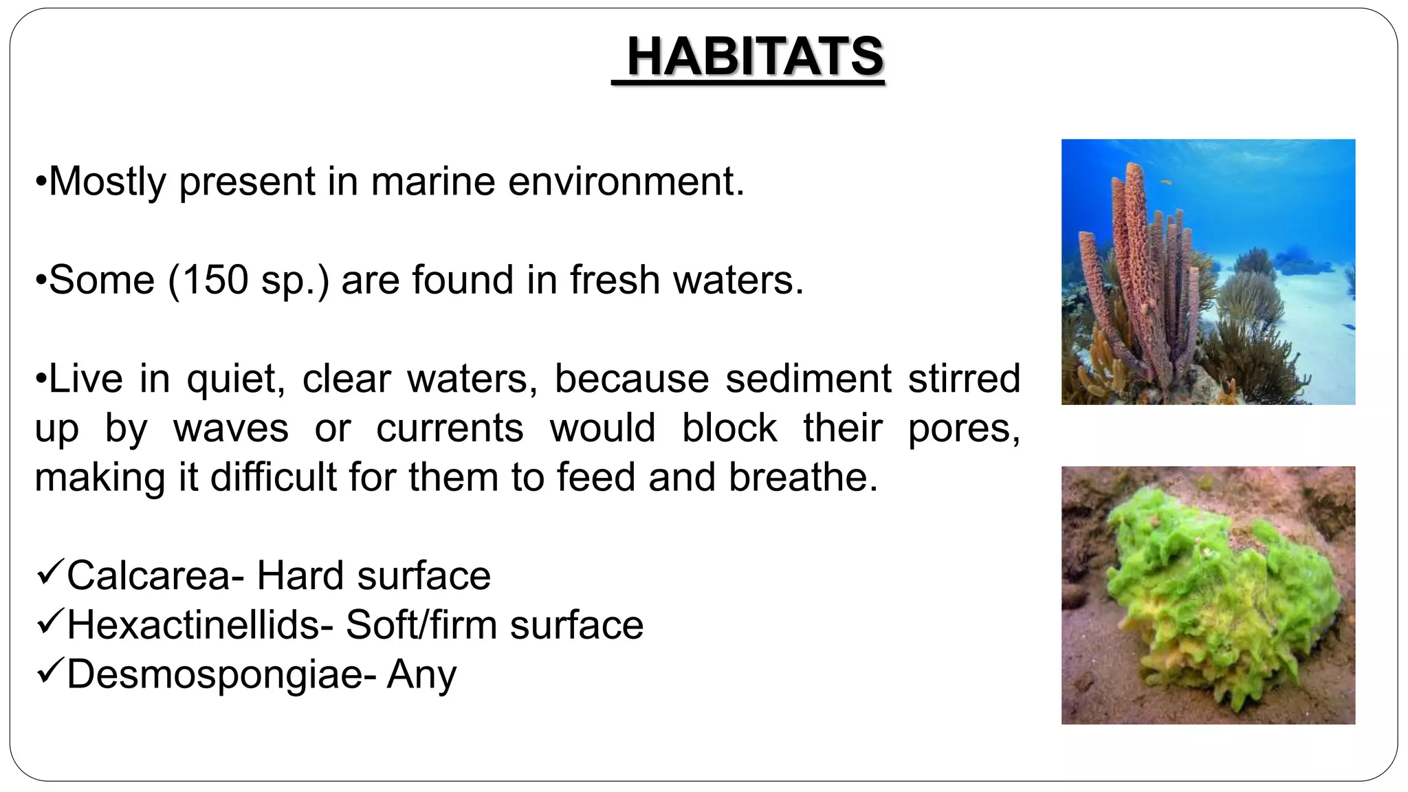 BIOLOGY OF SPONGES ppt | PPT