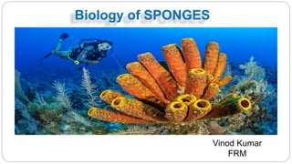 BIOLOGY OF SPONGES ppt | PPT