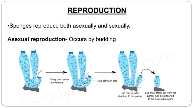 BIOLOGY OF SPONGES ppt | PPT