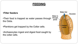 BIOLOGY OF SPONGES ppt | PPTX