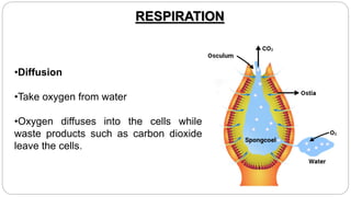 BIOLOGY OF SPONGES ppt | PPT
