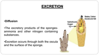 BIOLOGY OF SPONGES ppt | PPT