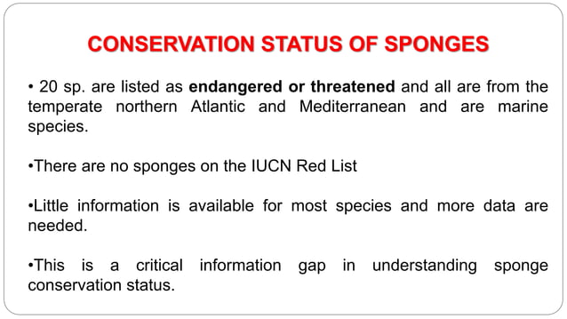 BIOLOGY OF SPONGES ppt | PPT