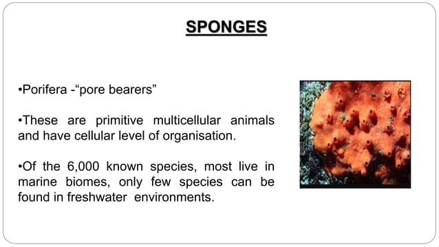 BIOLOGY OF SPONGES ppt | PPT