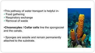 BIOLOGY OF SPONGES ppt | PPT