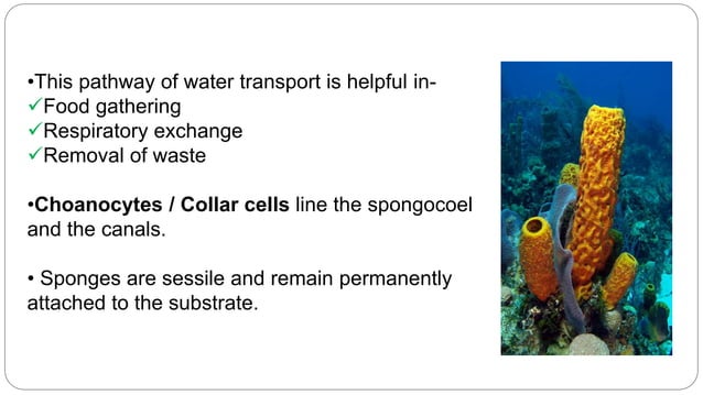 BIOLOGY OF SPONGES ppt | PPT