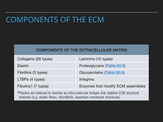 Biology of the ExtraCellular Matrix - Functions of the ECM, Components ...