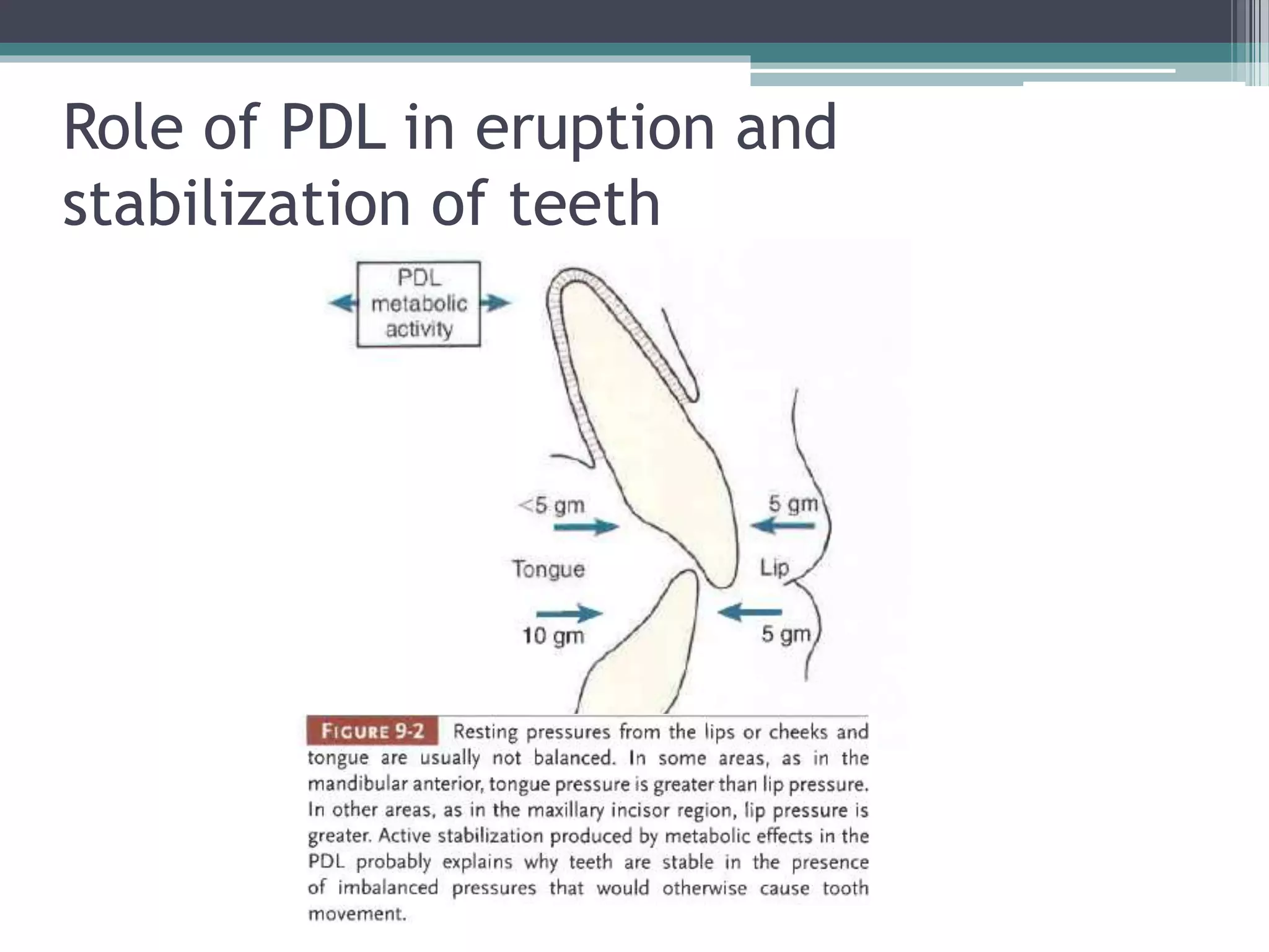 Biology of tooth movement | PPTX