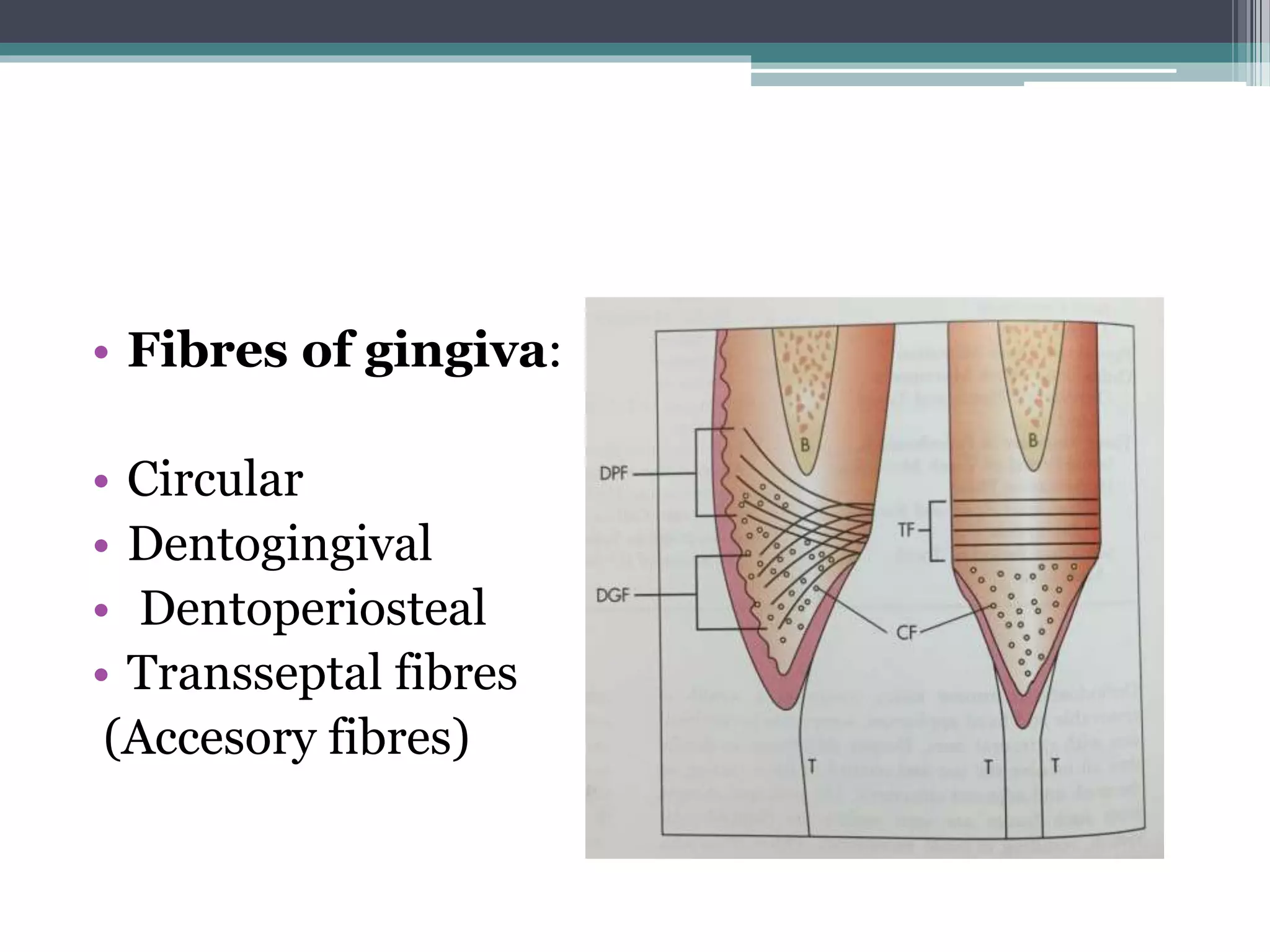 Biology of tooth movement | PPTX