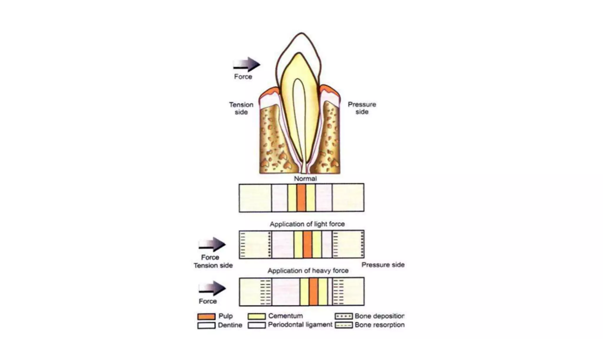 Biology of tooth movement.pptx