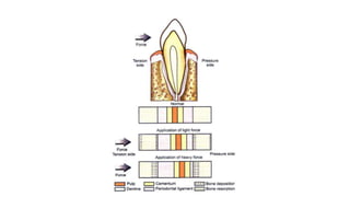 Biology of tooth movement.pptx