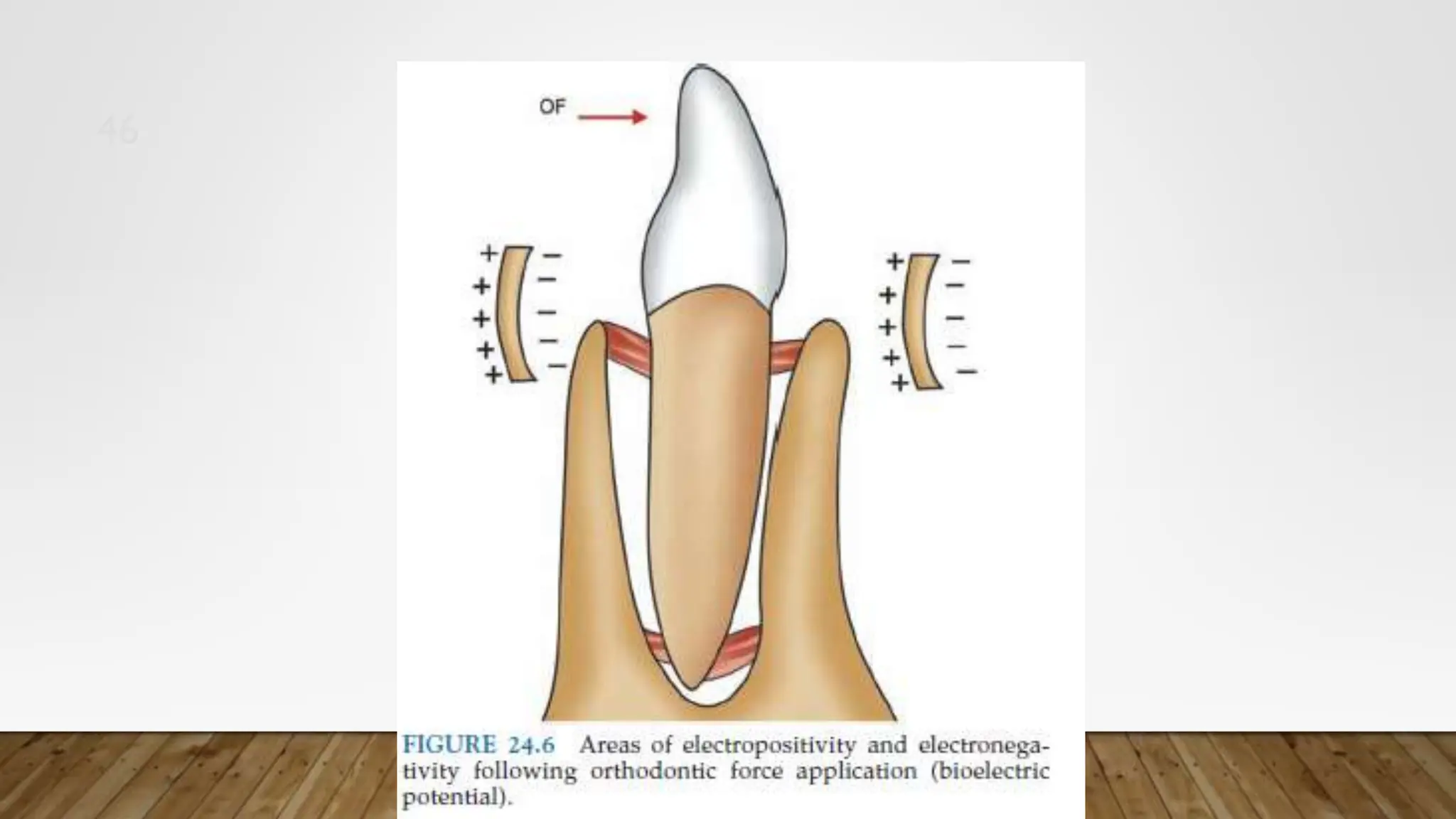 BIOLOGY OF TOOTH MOVEMENT IN ORTHODONTICS | PPTX