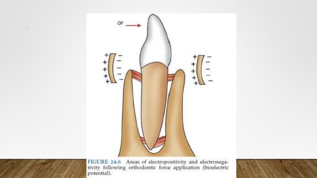 BIOLOGY OF TOOTH MOVEMENT IN ORTHODONTICS | PPTX | Dental Health ...