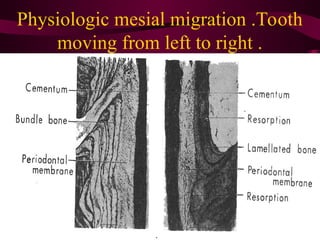 Biology of tooth movement.ppt hjbhnkj.hn m, | PPT