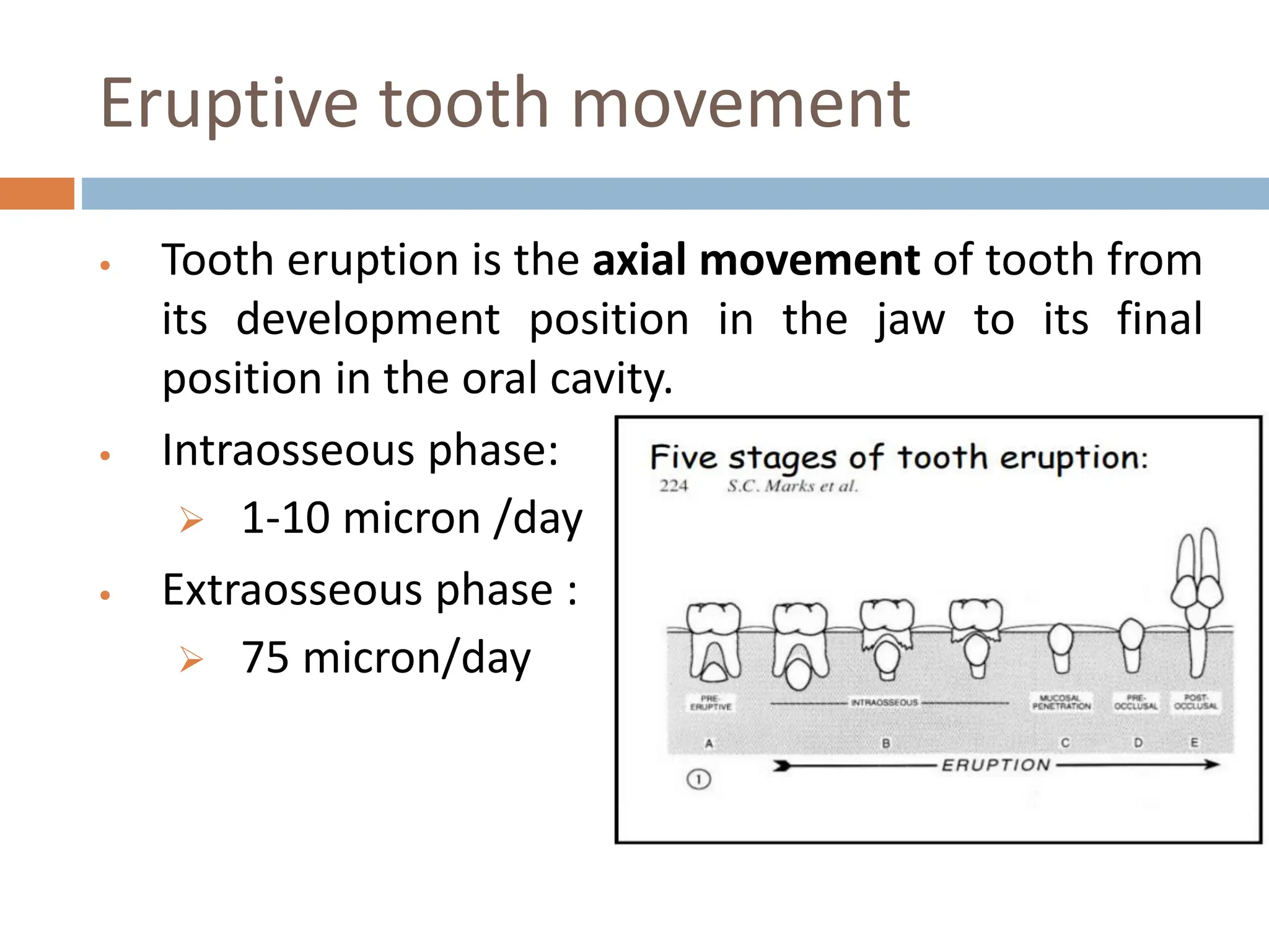 biology of tooth movement (1).pptx