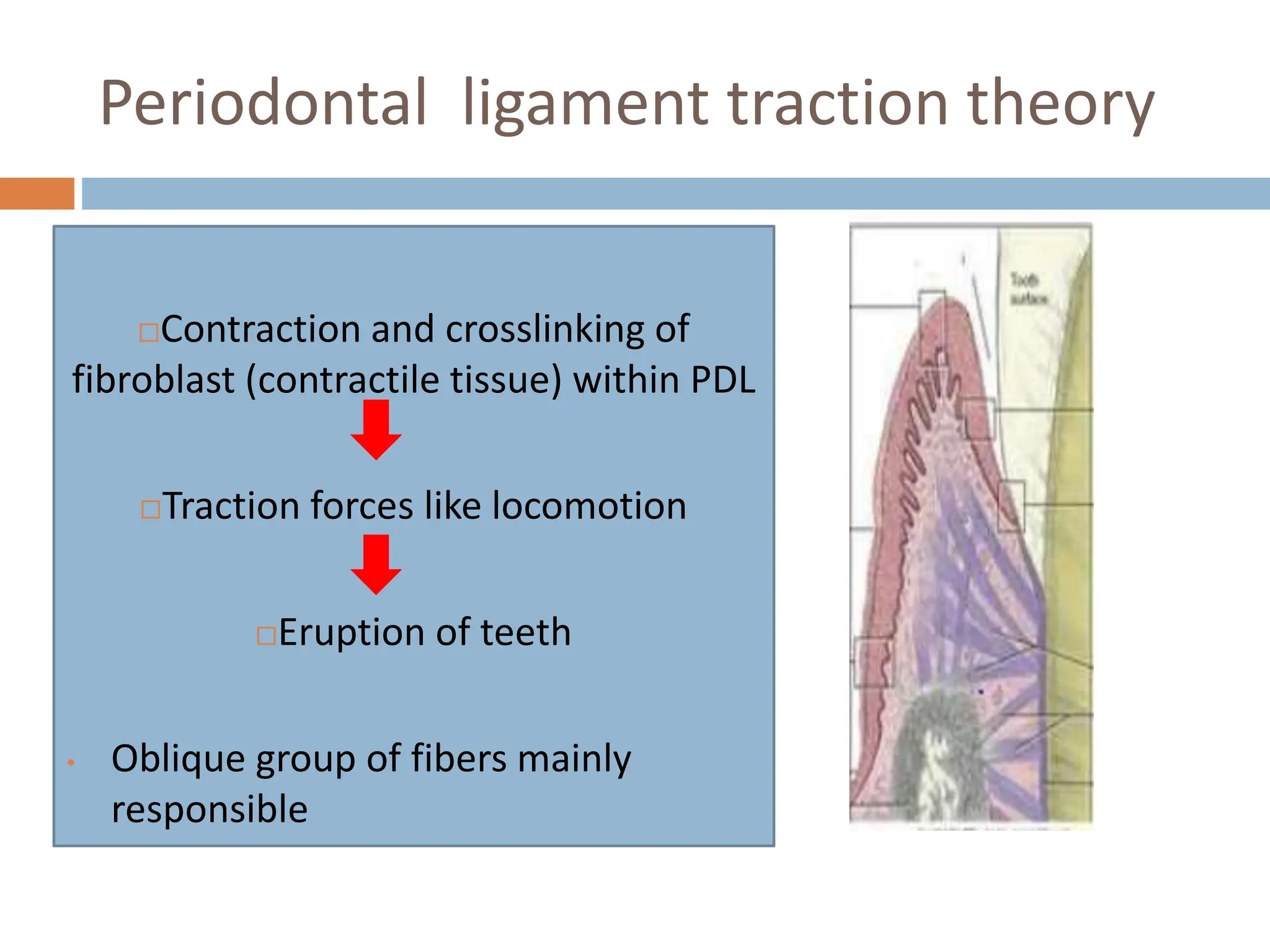 biology of tooth movement (1).pptx