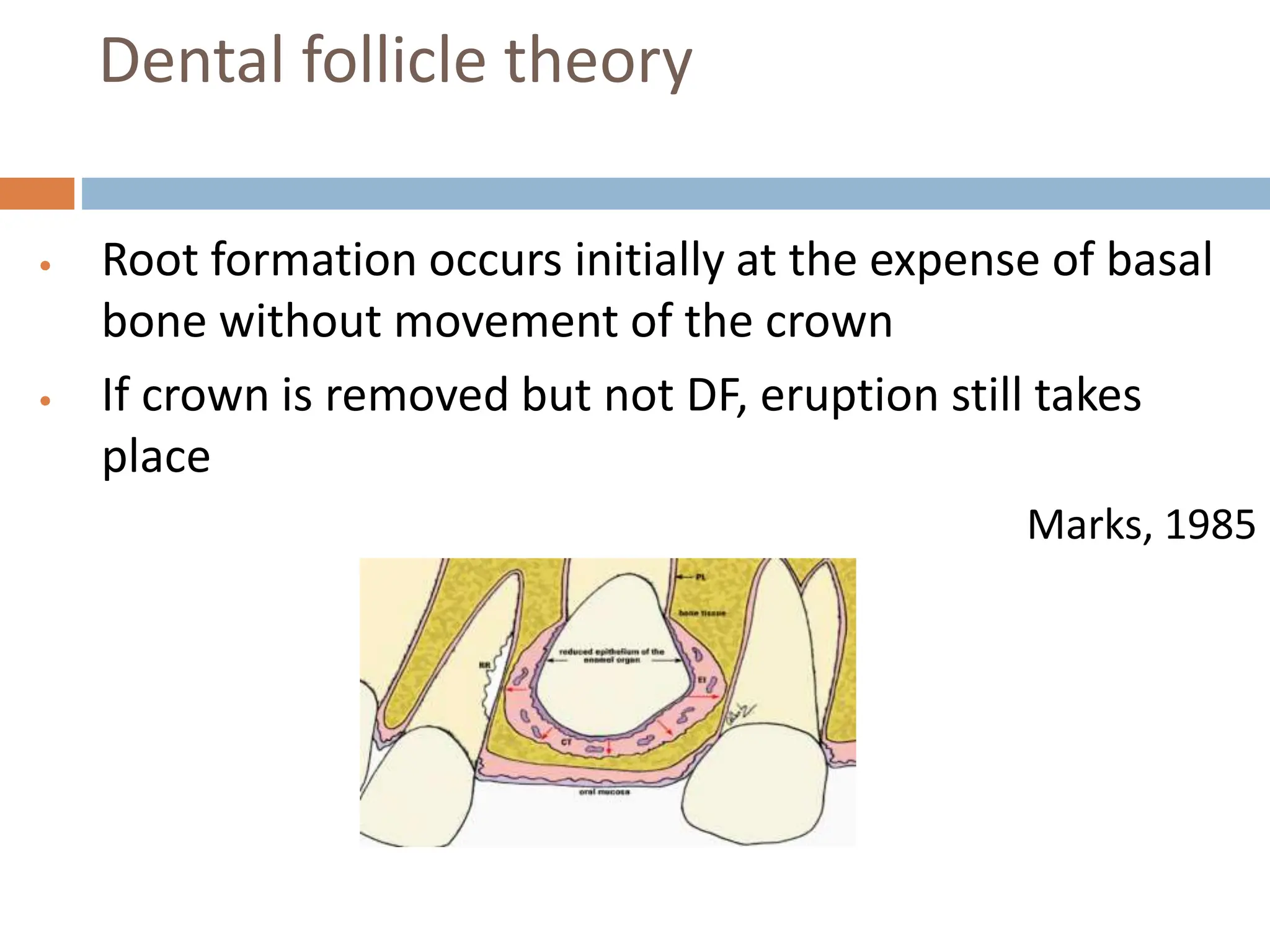 biology of tooth movement (1).pptx