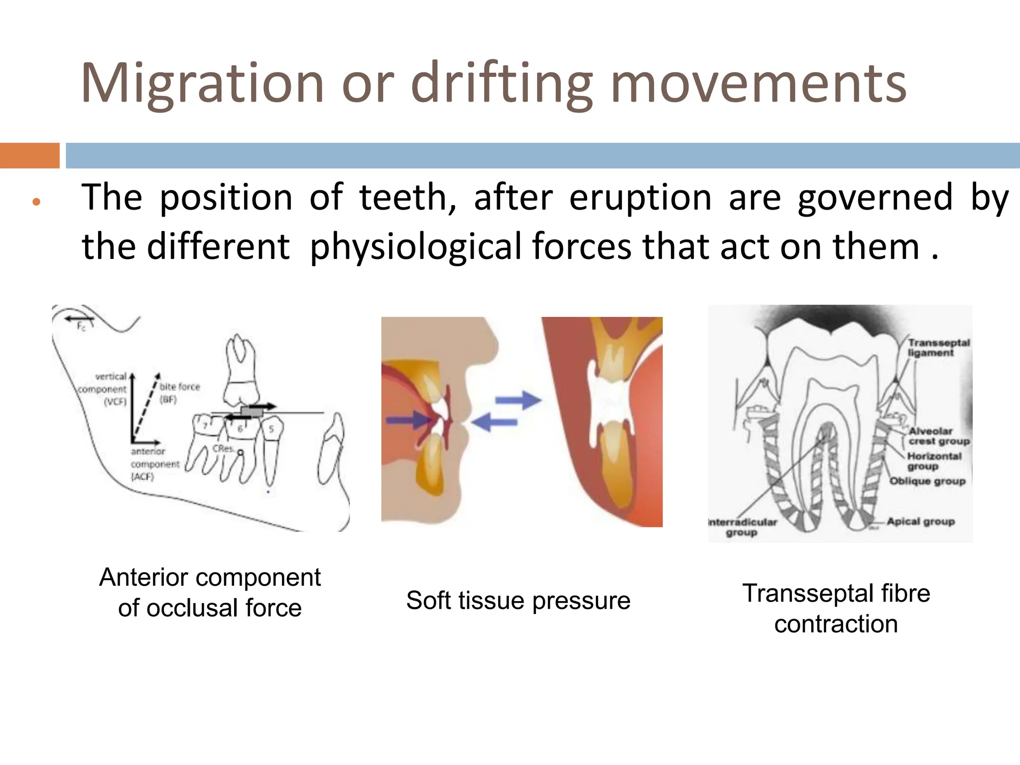 biology of tooth movement (1).pptx