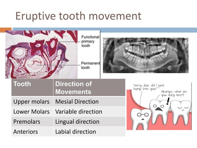 biology of tooth movement (1).pptx