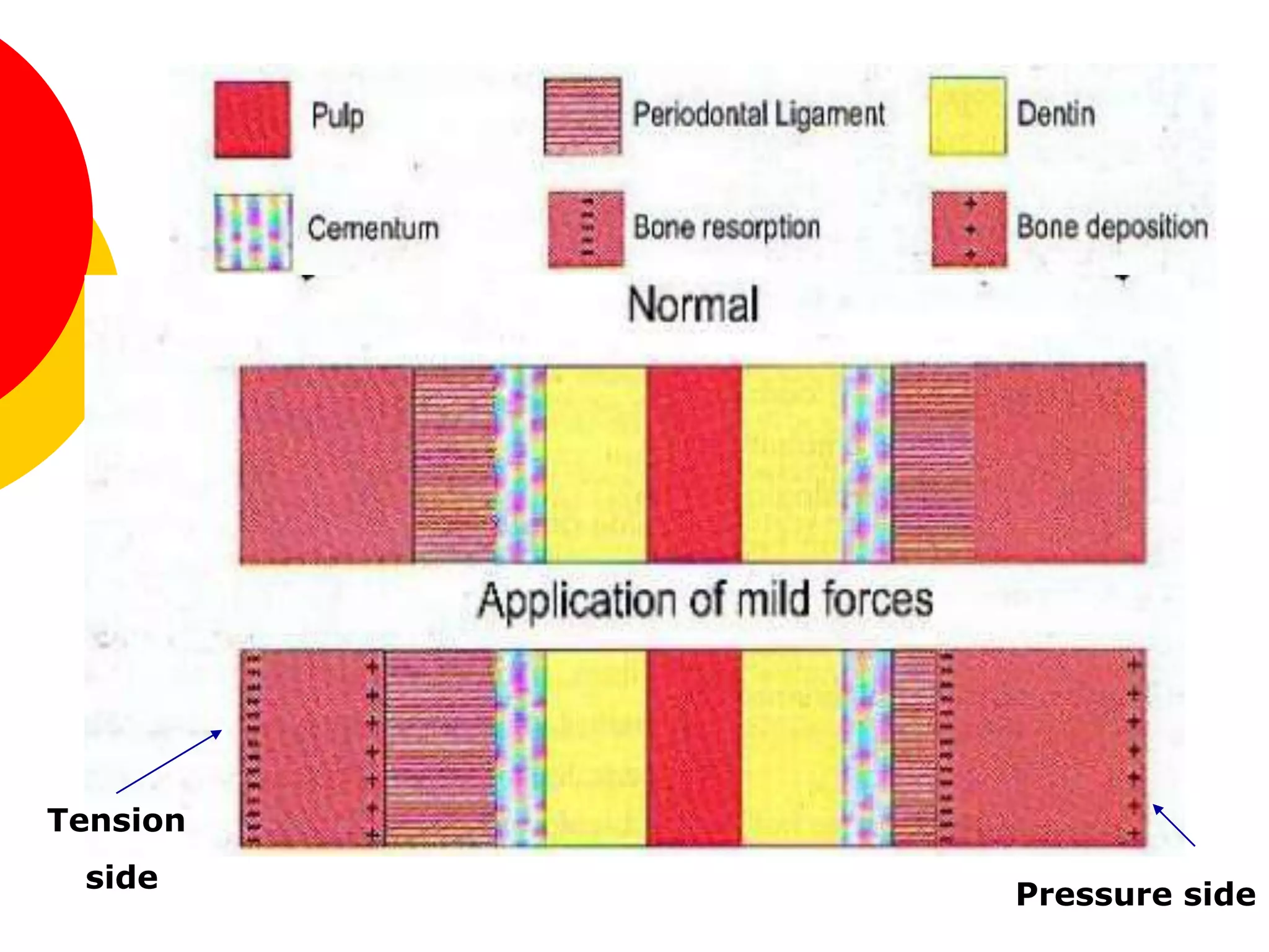 Biology of orthodontic tooth movement | PPT