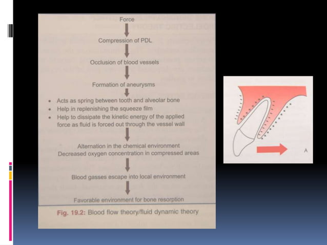 Biology of tooth movement O.ppt