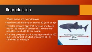 biology of whale shark ppt | PPTX