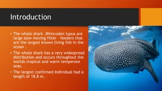 biology of whale shark ppt | PPTX