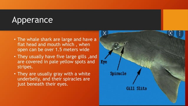 biology of whale shark ppt | PPTX