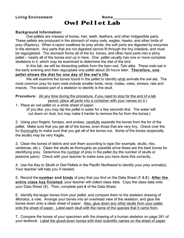 Biology owl pellet lab | PDF | Birds | Pets