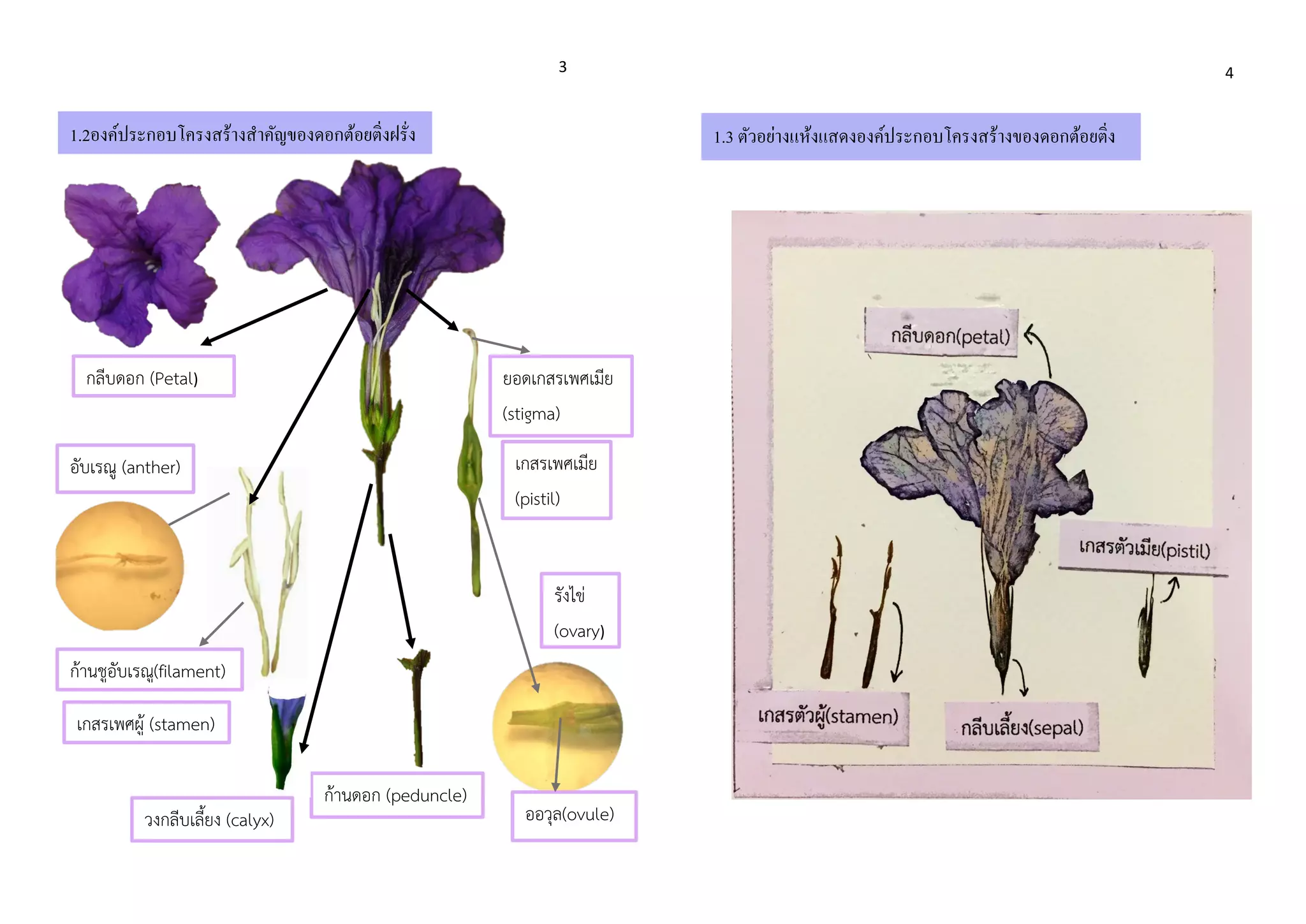 The structure of flowers(Minnieroot , morning glory , Frangipani ) | PDF