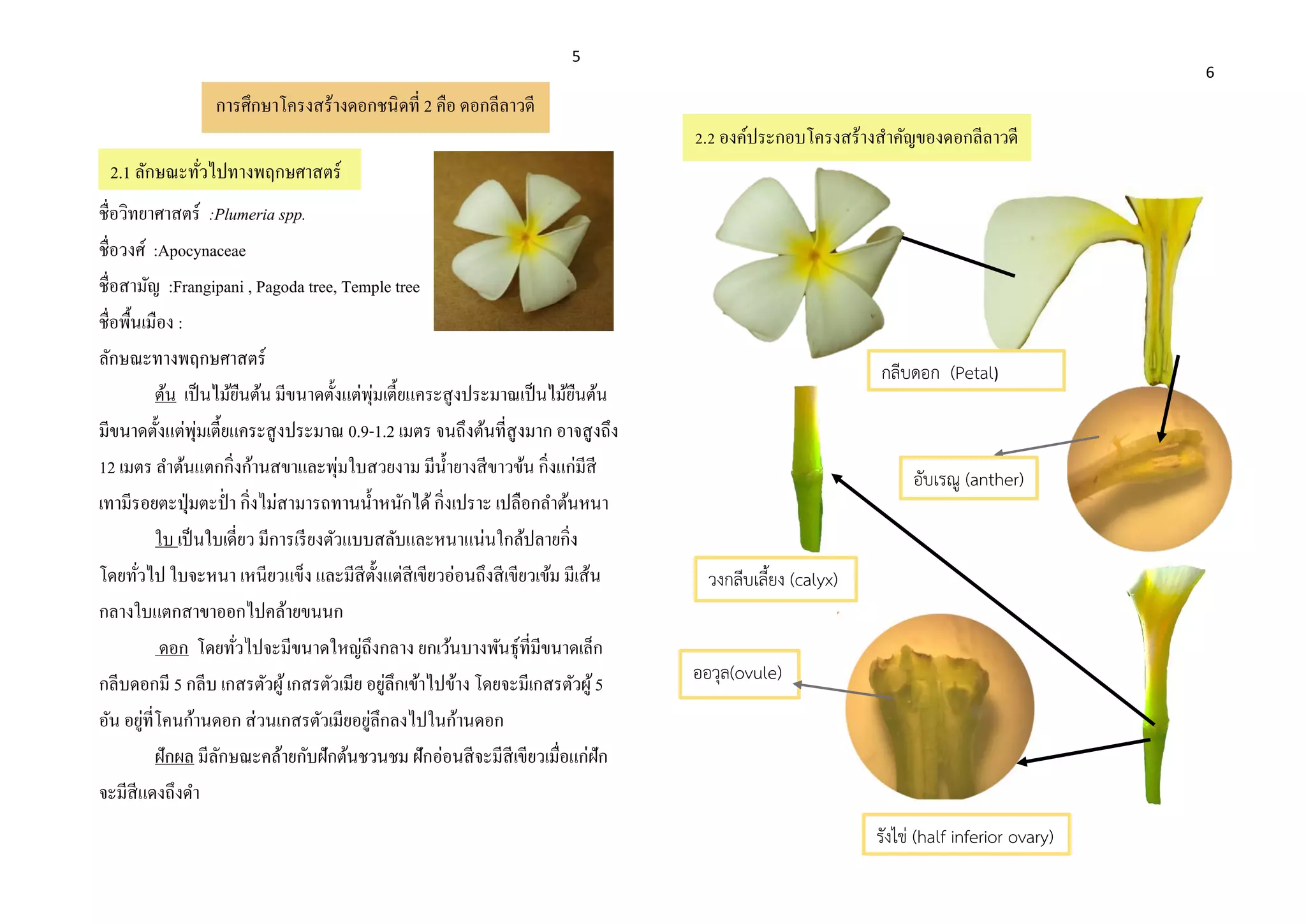 The structure of flowers(Minnieroot , morning glory , Frangipani ) | PDF