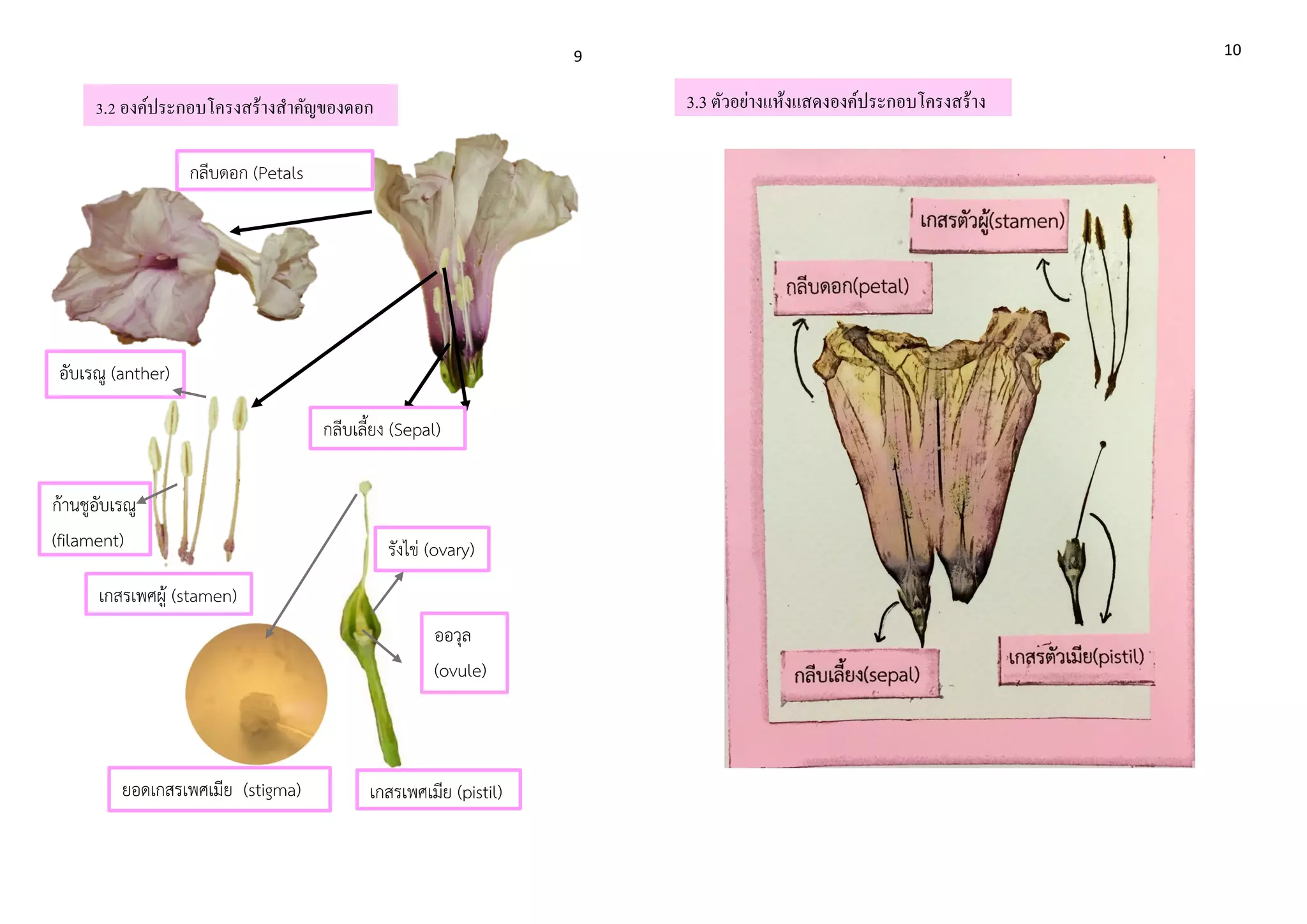 The structure of flowers(Minnieroot , morning glory , Frangipani ) | PDF
