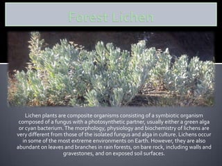 Biology photo essay lab | PPTX