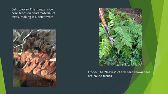 Biology photo scavenger hunt | PPTX | Biological Sciences | Science