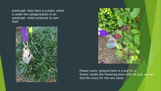 Biology photo scavenger hunt | PPTX | Biological Sciences | Science