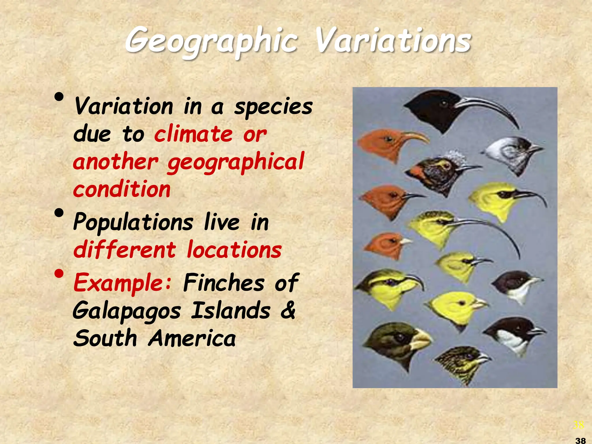 biology population genetics chapter 17.ppt
