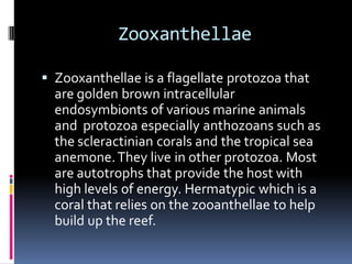 Biology Powerpoint Coral Reef | PDF