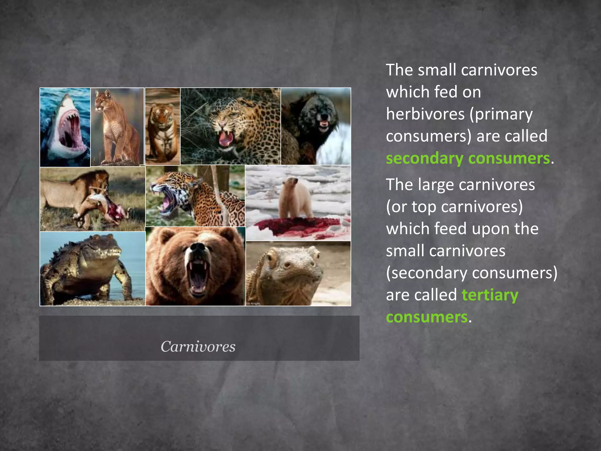 Our Environment | PPTX