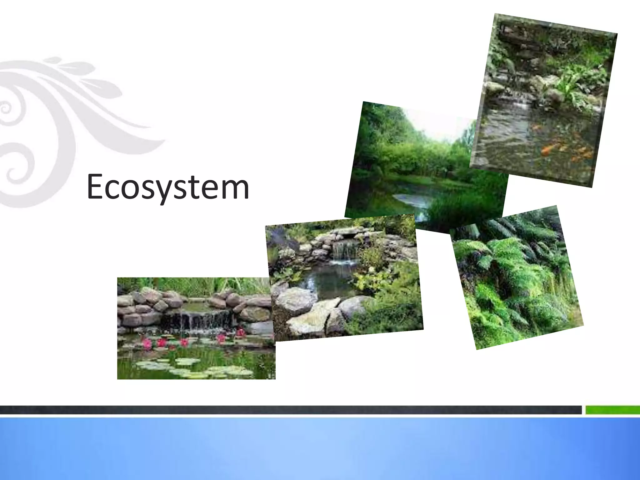 Our Environment | PPTX