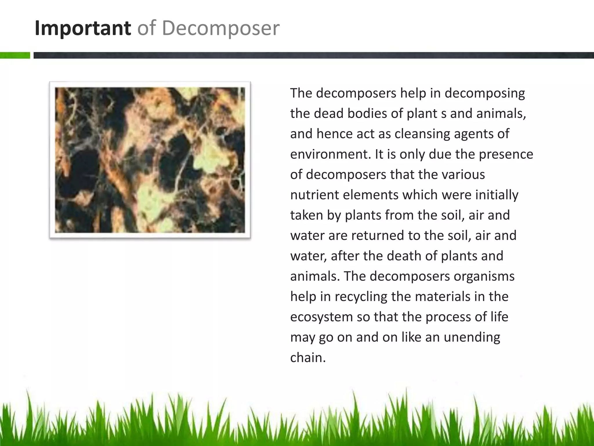 Our Environment | PPTX