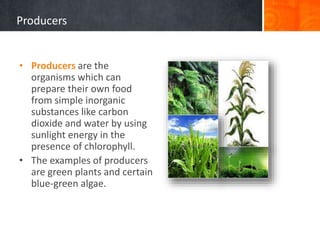Our Environment | PPTX