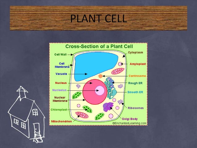 The Cell - It's Structure And Functions | PPT
