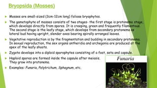 Plant Kingdom | PPTX