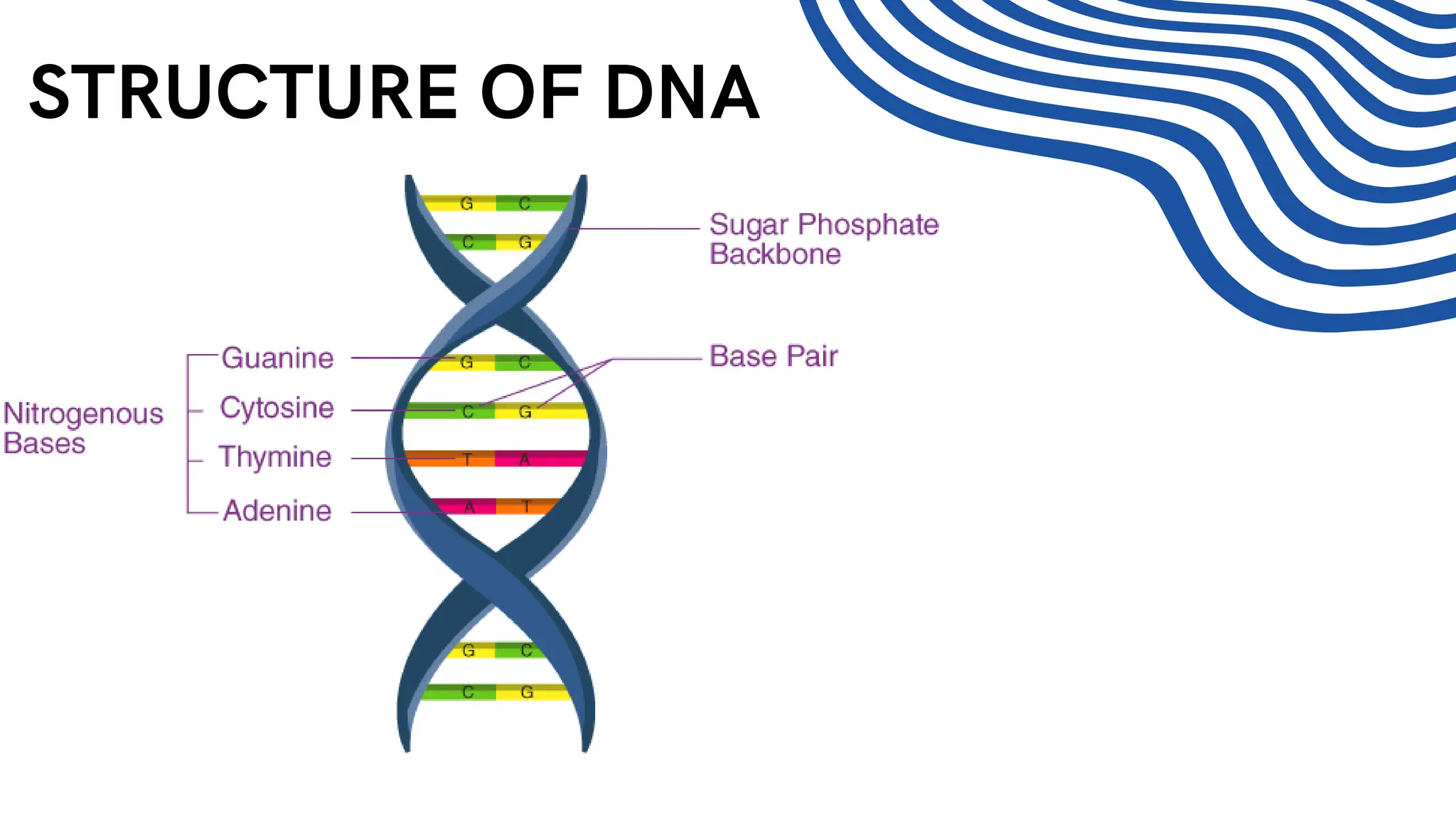 Biology PPT on RNA AND DNA free to download | PDF