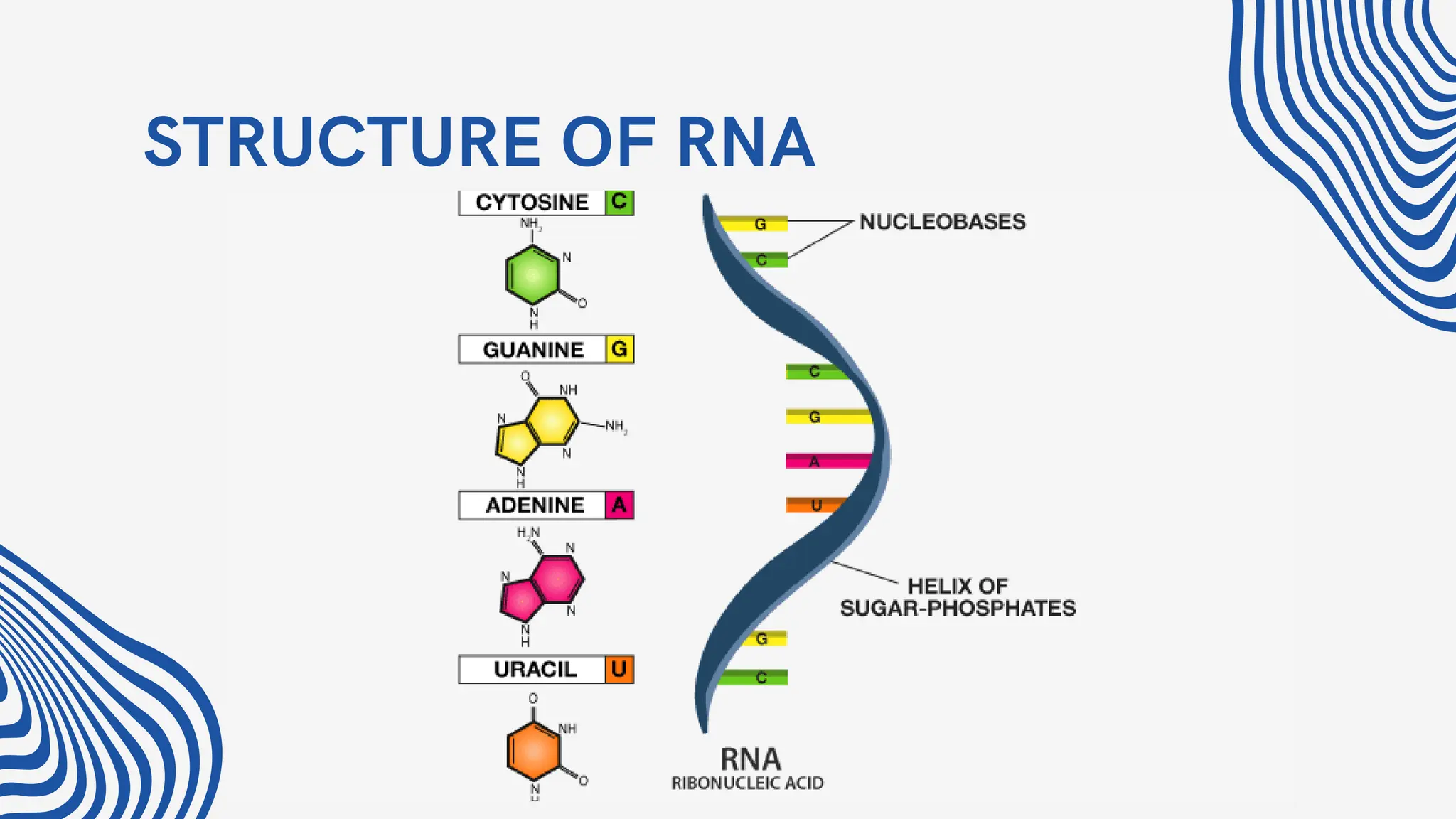 Biology PPT on RNA AND DNA free to download | PDF