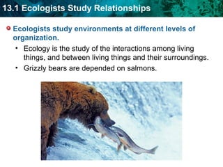 Biology ppt 13.1 | PPT